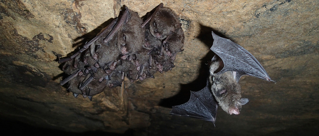 Illinois Bat Conservation Program