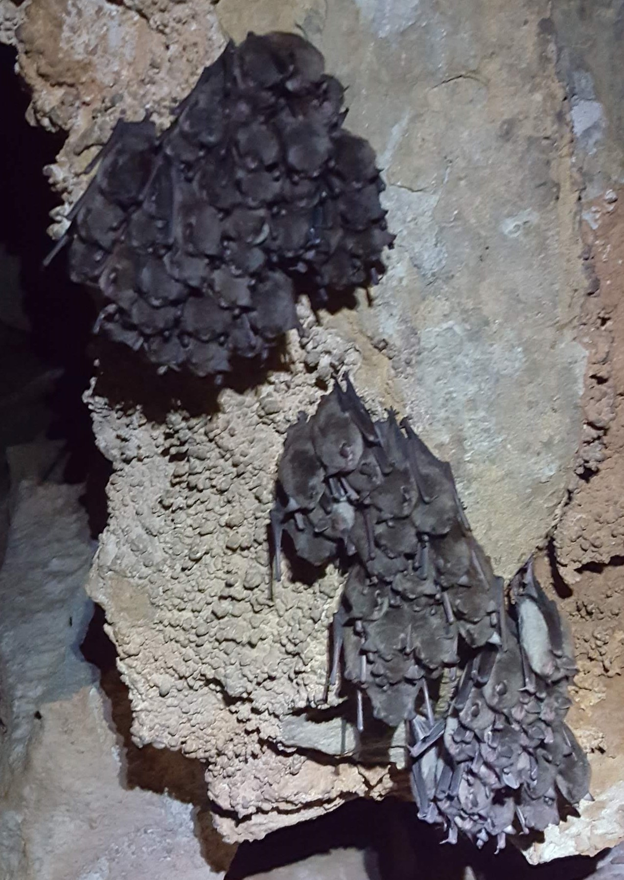 Welcome to the roost – Illinois Bat Conservation Program